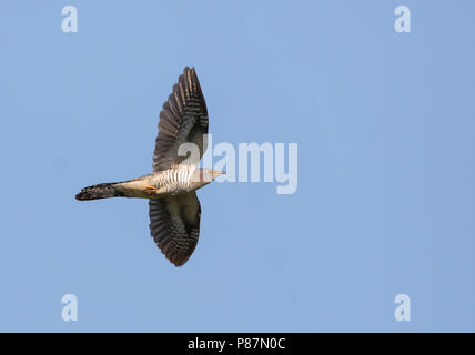 Oriental Cuckoo - Hopfkuckuck - Cuculus saturatus ssp. optatus, Russia ...