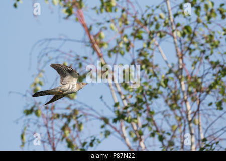Oriental Cuckoo - Hopfkuckuck - Cuculus saturatus ssp. optatus, Russia ...