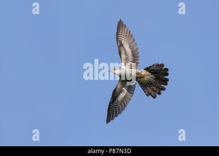 Oriental Cuckoo - Hopfkuckuck - Cuculus saturatus ssp. optatus, Russia ...