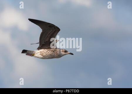 Baltic Gull - Heringsmöwe - Larus fuscus fuscus, Germany, 1 cy Stock ...