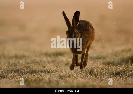 Europese Haas rennend, European Hare running Stock Photo - Alamy