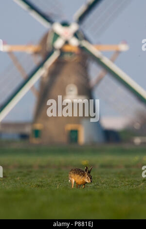 Europese Haas; European Hare Stock Photo - Alamy