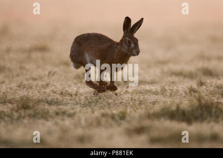 Europese Haas rennend, European Hare running Stock Photo - Alamy