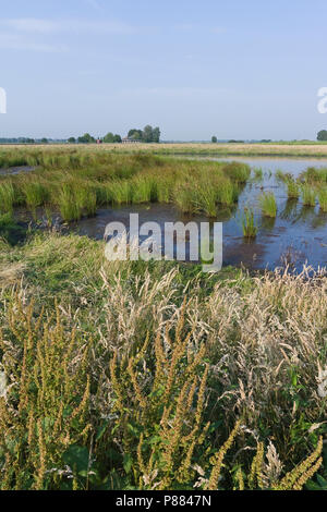 Landscape at Groene Jonker in summer Stock Photo - Alamy