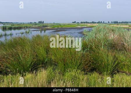 lake at Groene Jonker in summer, Netherlands, South Holland, Groene ...