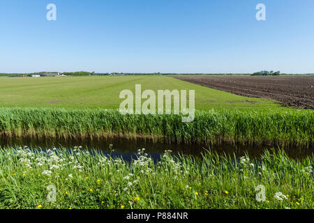 Sloot langs weilanden op Schiermonnikoog; Ditch along meadows at ...