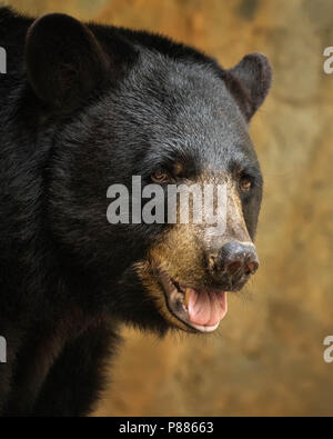 Eastern Black Bear (Ursus americanus americanus) Mammalia Stock Photo ...