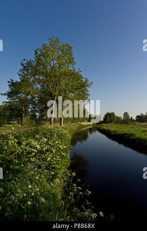 Sloot langs waterkant met bloeiend Fluitenkruid; Ditch along waterside ...