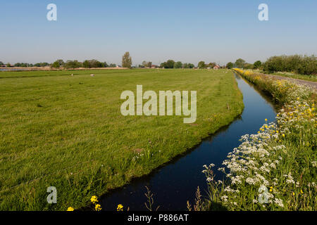 Sloot langs weiland en bloeiende waterkant; Ditch along meadow and ...