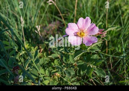 A white prairie rose, Rosa Arkansana, spotted with dew, growing in ...