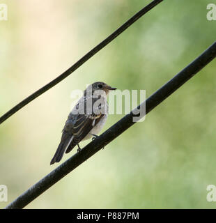 semi-collared flycatcher (Ficedula semitorquata), tail feathers of a ...