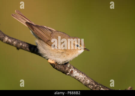 Siberian Chiffchaff - Taigazilpzalp - Phylloscopus (collybita) tristis ...