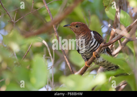 Lesser Cuckoo - Gackelkuckuck - Cuculus poliocephalus, Oman, female Stock Photo - Alamy