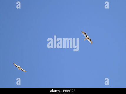 Letter-winged Kite (Elanus scriptus) flying again a blue Australian sky ...