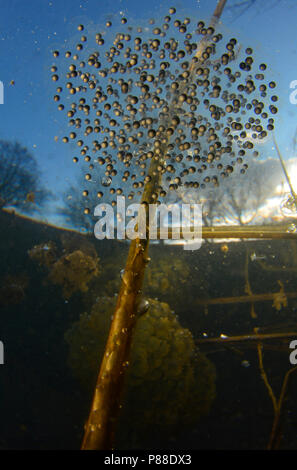 Eggs of the agile frog (Rana dalmatina) in a forest pond, showing early ...