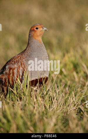 Patrijs, Grey partridge (Perdix perdix Stock Photo - Alamy