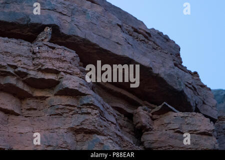 Pharaoh Eagle Owl - Wüstenuhu - Bubo ascalaphus, Morocco, adult Stock ...