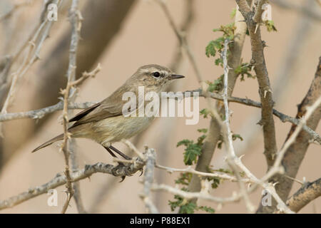 Plain-leaf Warbler - Eichenlaubsänger - Phylloscopus neglectus, Oman ...