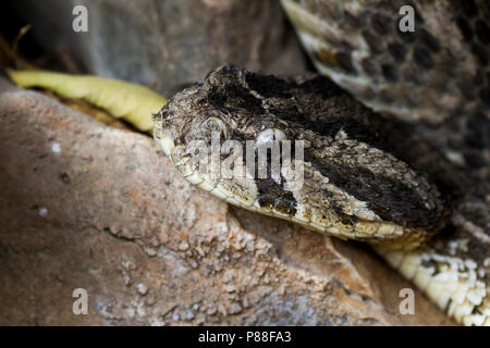 Puffotter / Puff adder / Bitis arietans Stock Photo - Alamy