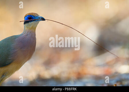 Red-capped coua, endemic bird of Madagascar Stock Photo - Alamy