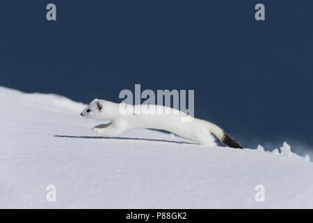 Stoat in the snow, Hermelijn tin de sneeuw Stock Photo - Alamy