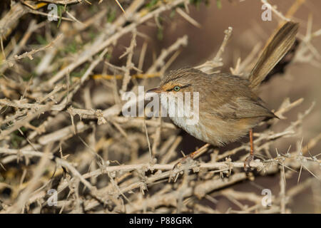Streaked Scrub-warbler - Wüstenprinie - Scotocerca inquieta ssp ...