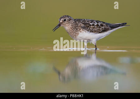Temminck's Stint - Temminckstrandläufer - Calidris temminckii, Germany ...
