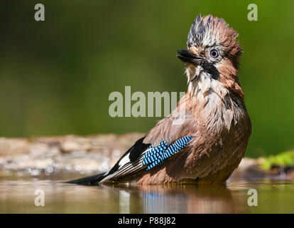 Gaai badend in vijver; Eurasian Jay bathing in pool Stock Photo - Alamy