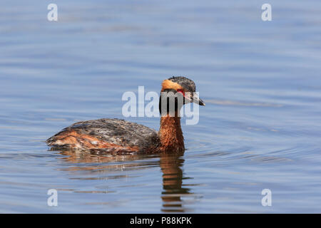 Horned Grebe (Podiceps auritus) swimming, Lake Myvatn, Iceland Stock ...