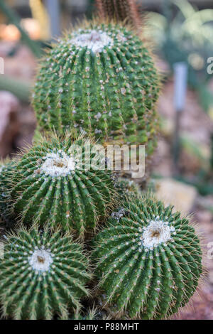 pardoria schumanniana single cactus with stones close up Stock Photo ...