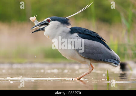 Kwak met gevangen vis in bek; Black-crowned Night Heron with caught ...