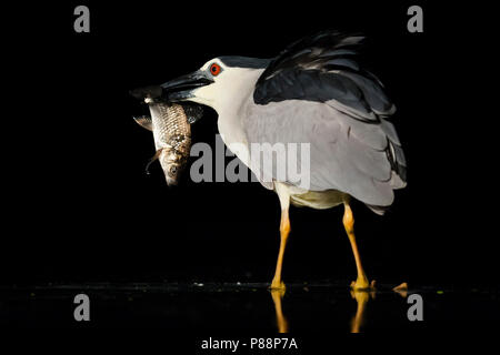 Kwak met gevangen vis in bek; Black-crowned Night Heron with caught ...