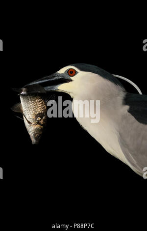 Kwak met gevangen vis in bek; Black-crowned Night Heron with caught ...