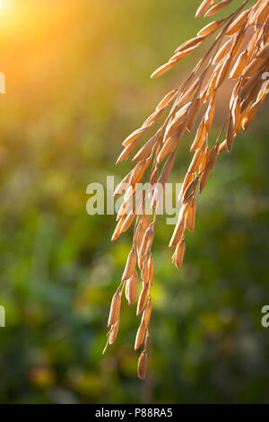 close up of Rice spike in the paddy field Stock Photo - Alamy