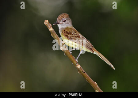 Panama Flycatcher (Myiarchus panamensis Stock Photo - Alamy
