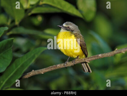 Grey-capped Flycatcher (Myiozetetes granadensis obscurior) at Yarina ...