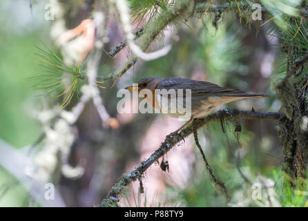Volwassen Roodkeellijster; Adult Red-throated Thrush Stock Photo - Alamy