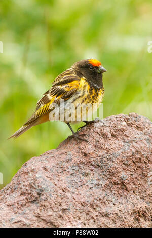 Roodvoorhoofdkanarie, Red-fronted Serin, Serinus pusillus Stock Photo ...