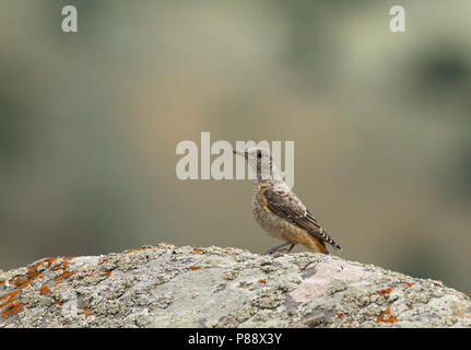 Immature Rufous-tailed Rock Thrush in Iran Stock Photo - Alamy