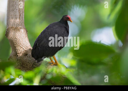 Vanuatu Scrubfowl (Megapodius layardi) is threatened by habitat loss ...