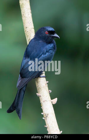 Velvet-mantled Drongo (Dicrurus modestus) perched on a branch in a ...