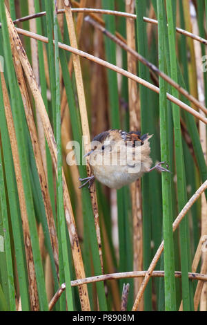 Wren-like Rushbird (Phleocryptes melanops schoenobaenus) at Lago ...