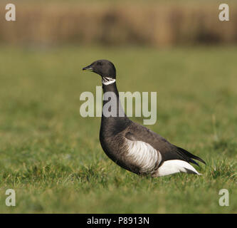 Black Brant; Zwarte Rotgans; Branta nigricans Stock Photo - Alamy