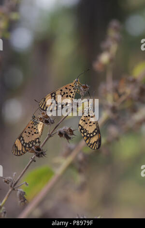 Small Orange Acraea, Acraea serena Stock Photo - Alamy
