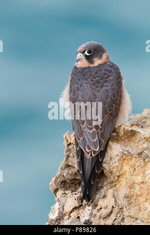 Sooty Falcon - Schieferfalke - Falco concolor, Oman, juvenile Stock ...