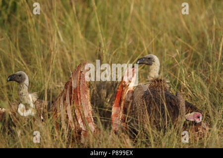 vultures feeding on a carcass Stock Photo - Alamy