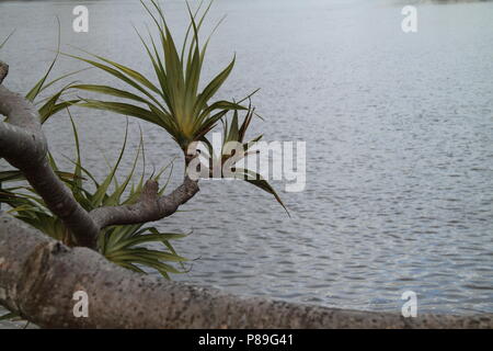 Overhanging Branch of the Tahitian Screwpine (Pandanus Tectorius ...