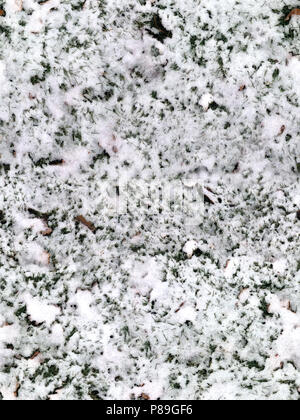 Seamless photo texture of slush with snow, leaves and green grass Stock ...