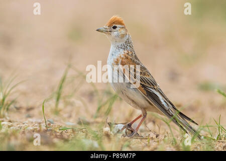 Witvleugelleeuwerik, White-winged Lark, Alauda leucoptera Stock Photo ...