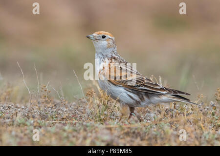 Witvleugelleeuwerik, White-winged Lark, Alauda leucoptera Stock Photo ...